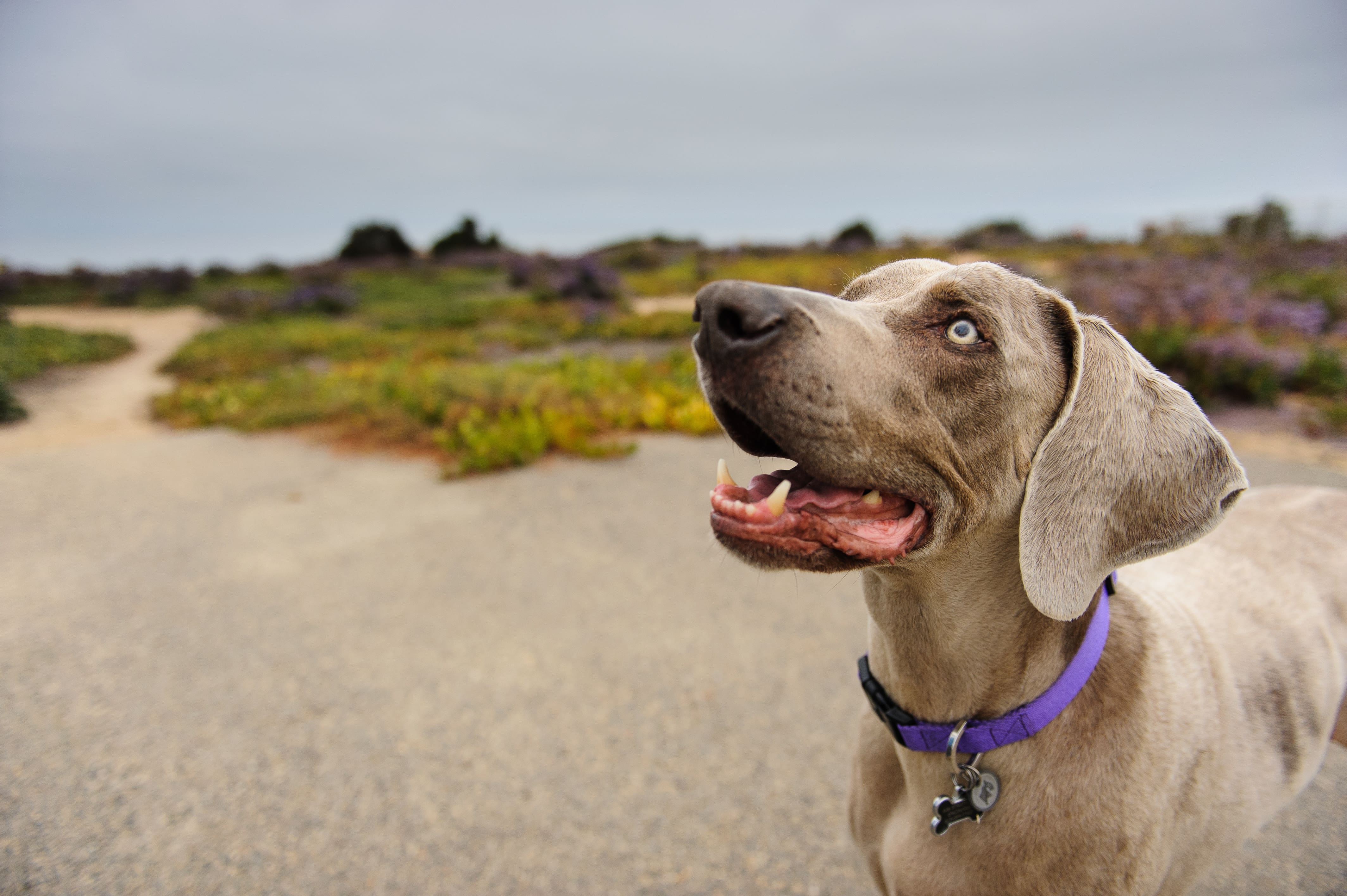 Weimaraner at beginning of trail through field
